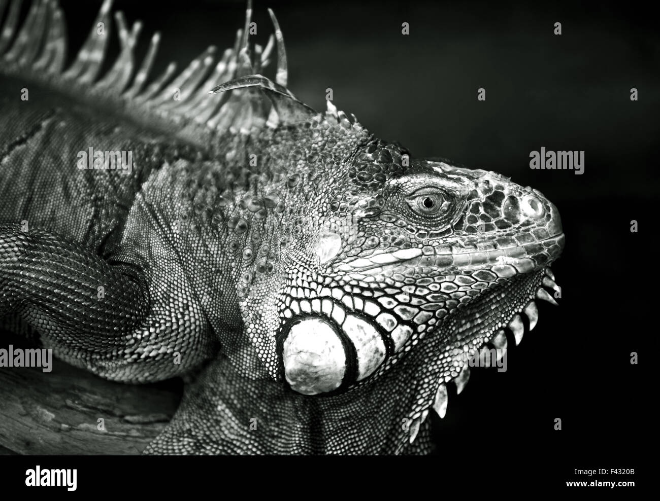 Deadly varan hi-res stock photography and images - Alamy
