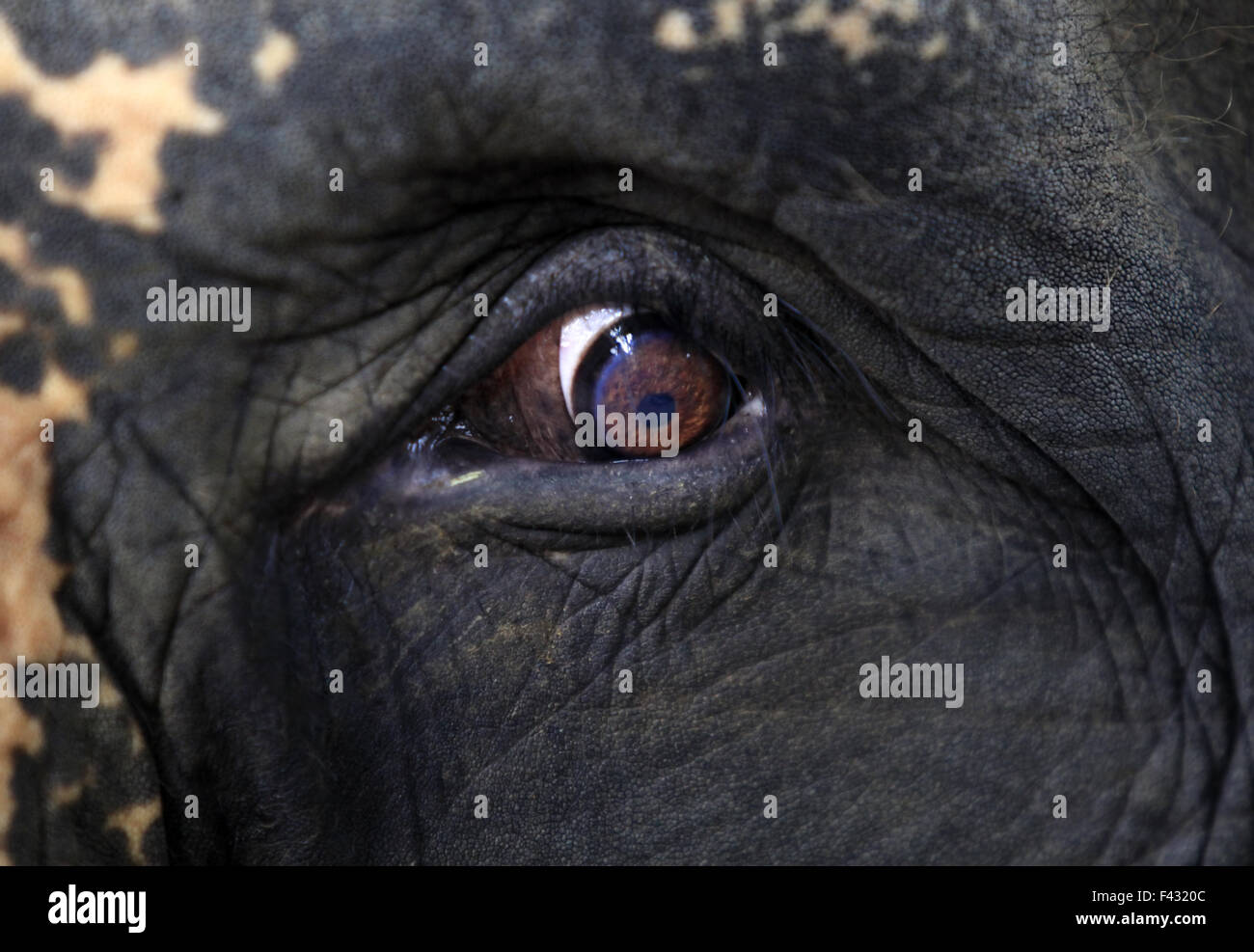 Elephant eye close-up Stock Photo - Alamy