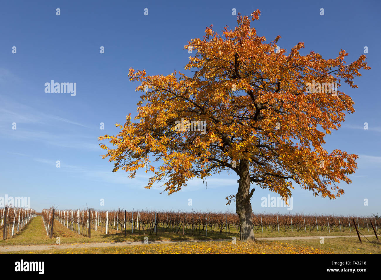 Cherry tree in autumn Stock Photo - Alamy