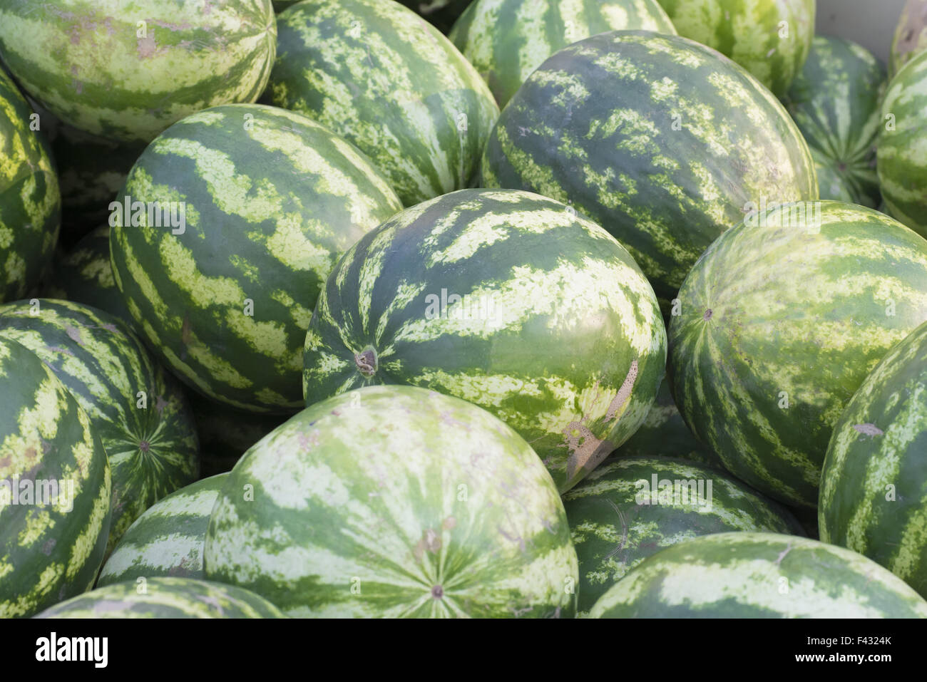 Growing watermelons hi-res stock photography and images - Alamy