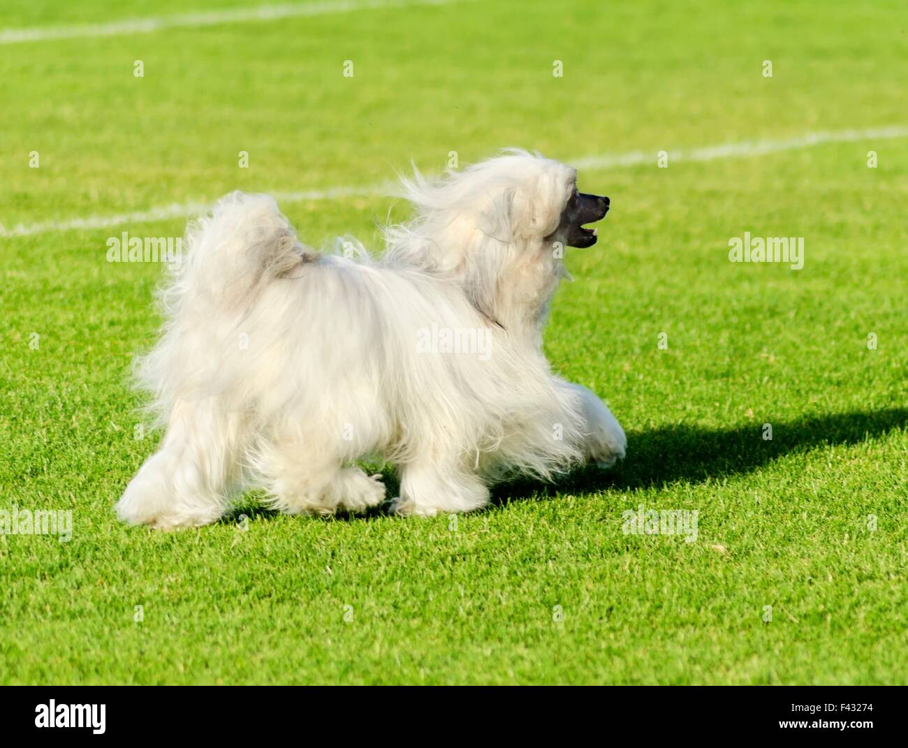 Chinese crested powder puff hi-res stock photography and images - Alamy