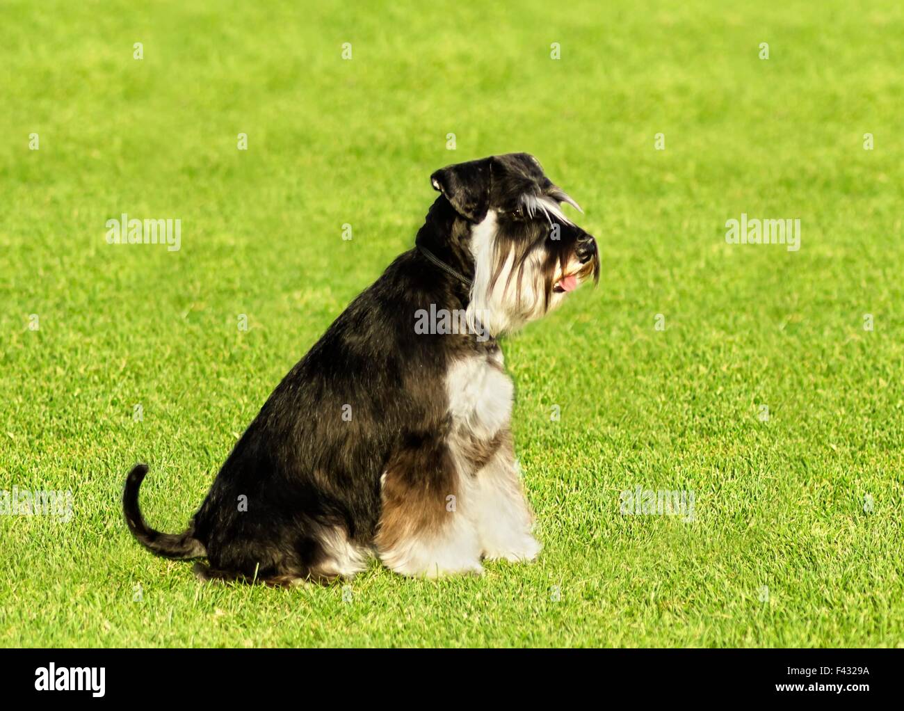 A small black and silver Miniature Schnauzer dog sitting on the grass ...