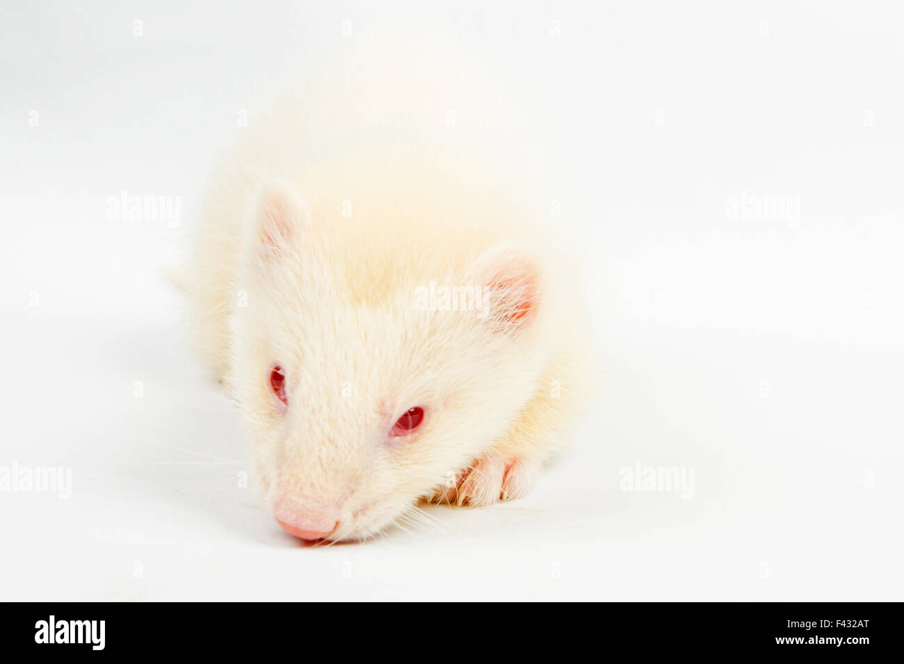 Albino domestic hi-res stock photography and images - Alamy