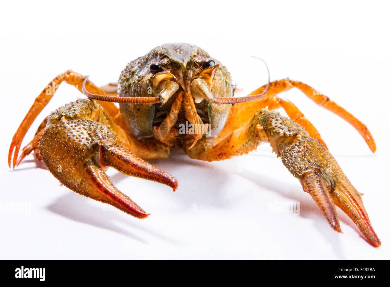 Alive crayfish on white hi-res stock photography and images - Alamy