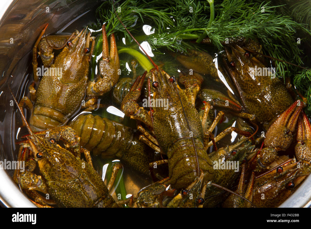 Big crayfish hi-res stock photography and images - Alamy