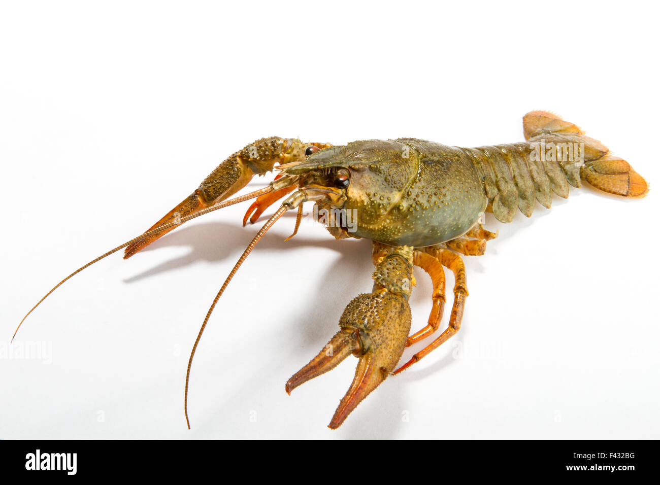 Alive crayfish on white hi-res stock photography and images - Alamy