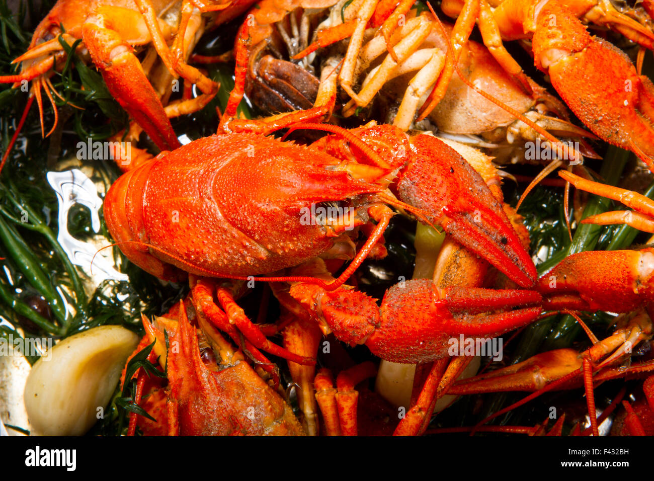 River raw crayfish isolated closeup hi-res stock photography and images ...