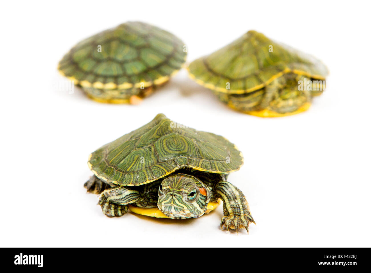 Native reptiles Cut Out Stock Images & Pictures - Alamy