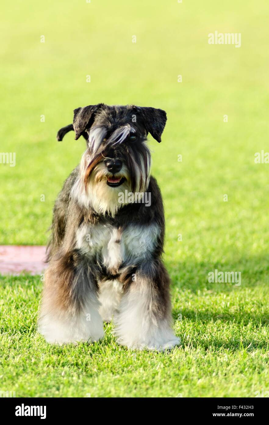 A small black and silver Miniature Schnauzer dog standing on the grass ...