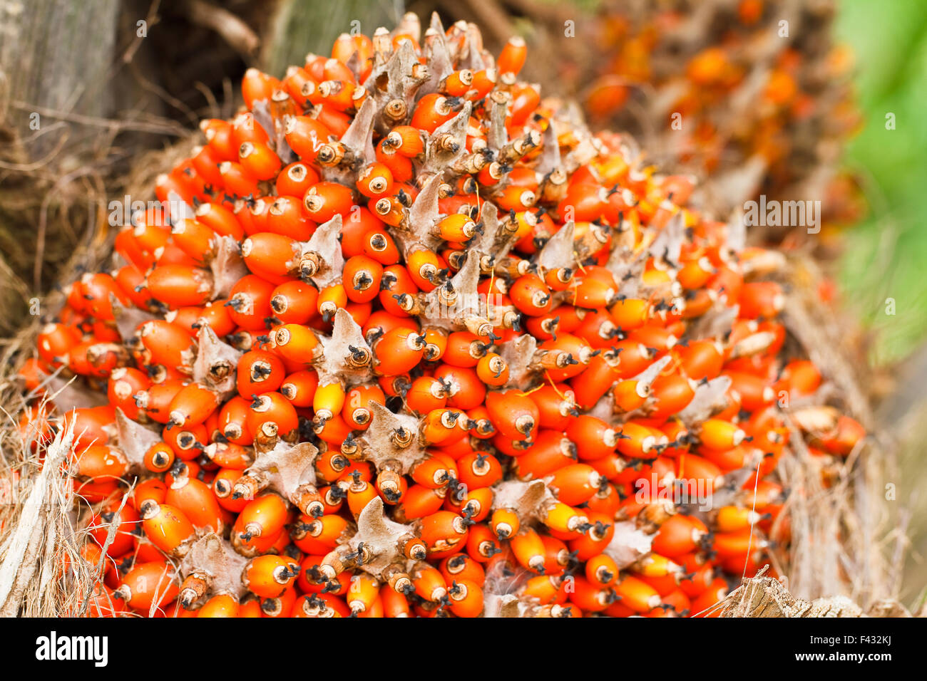 Thailand palm tree plantation for palm oil hi-res stock photography and ...