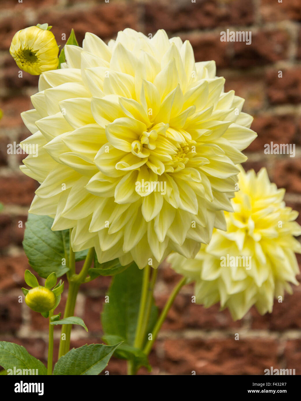 Detailed yellow petals hi-res stock photography and images - Alamy