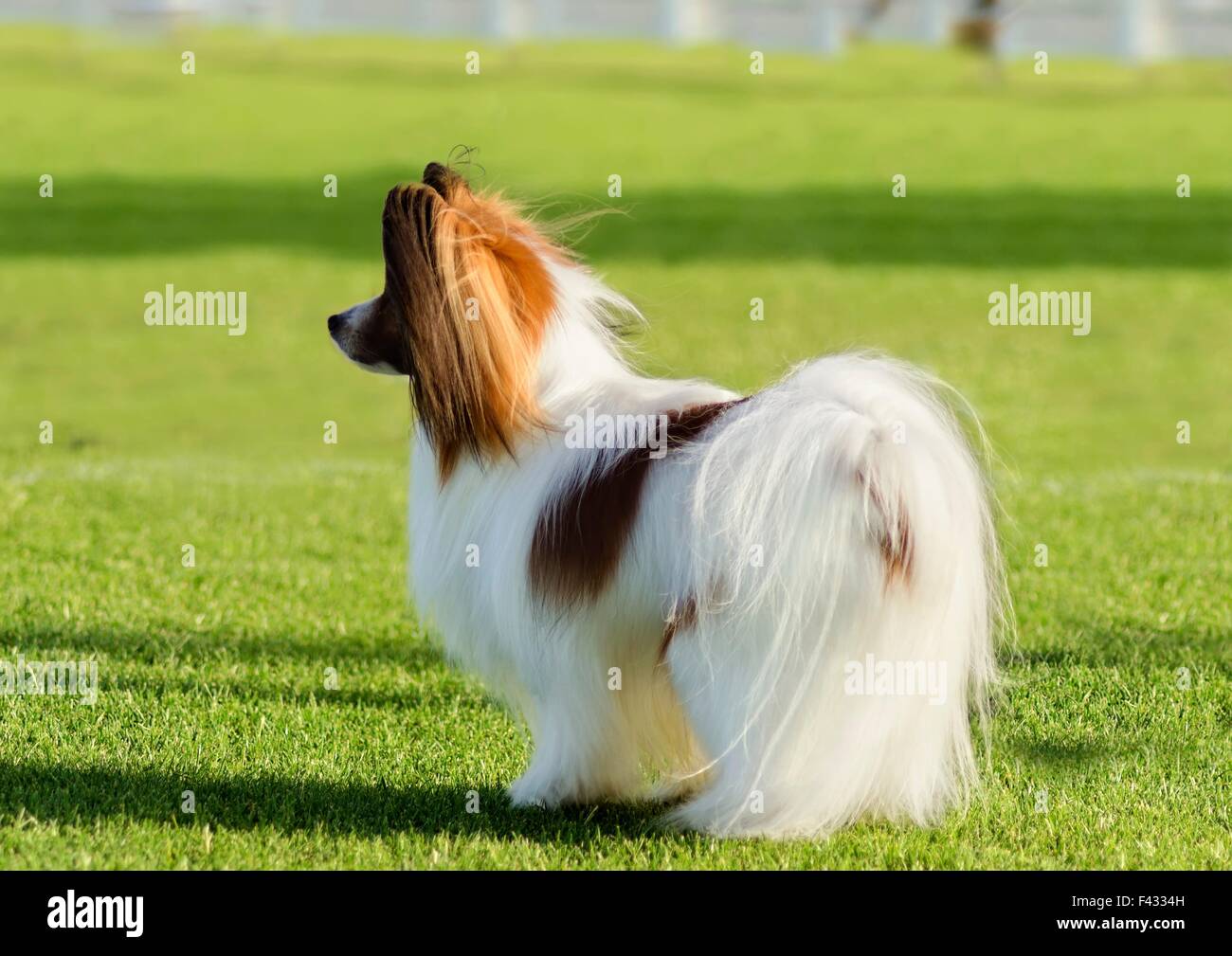 A small white and red papillon dog (aka Continental toy spaniel ...