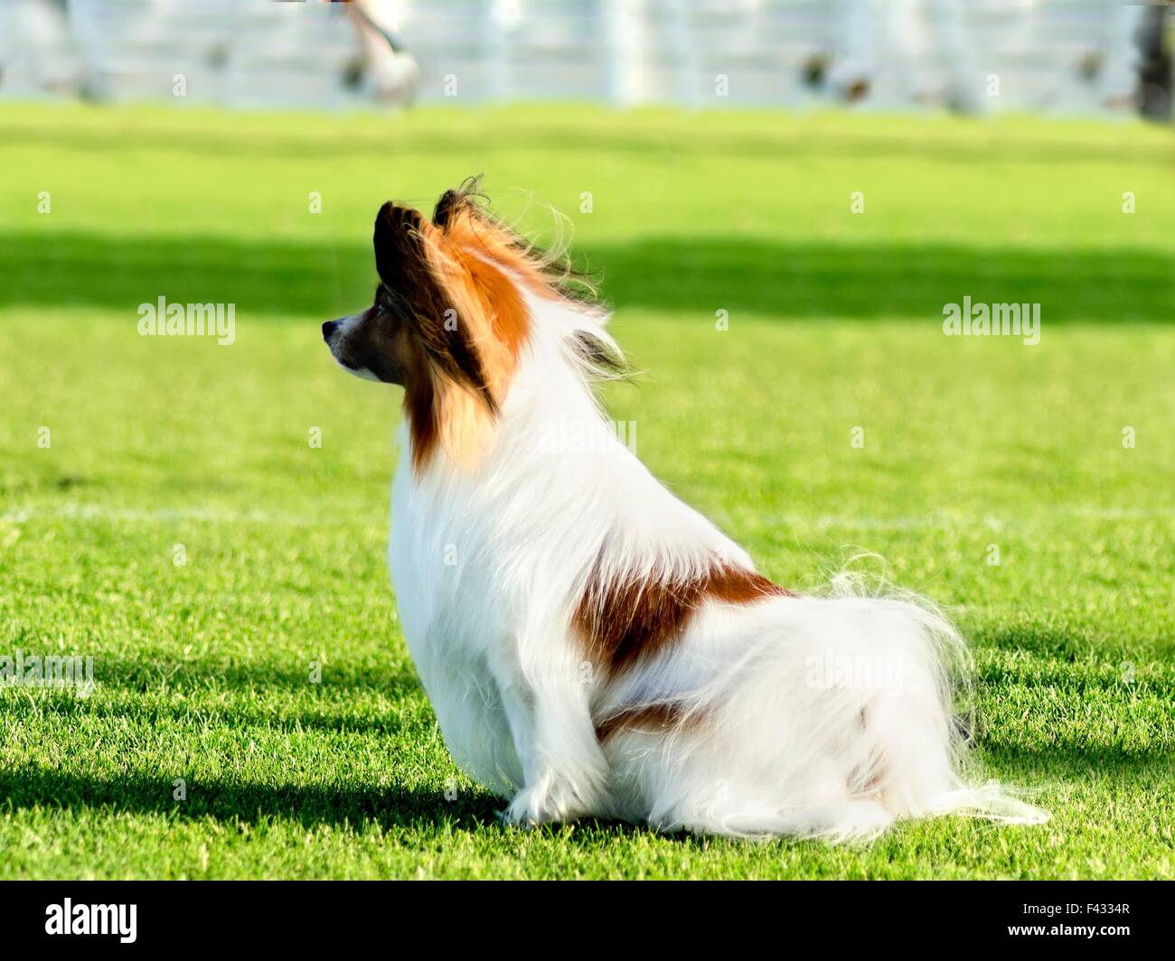 A small white and red papillon dog (aka Continental toy spaniel ...