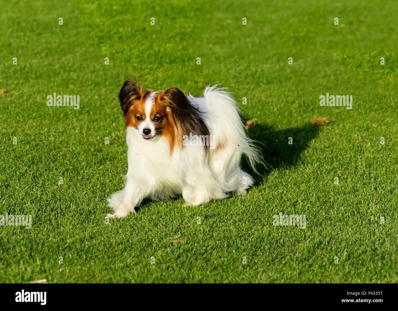 A small white and red papillon dog (aka Continental toy spaniel ...