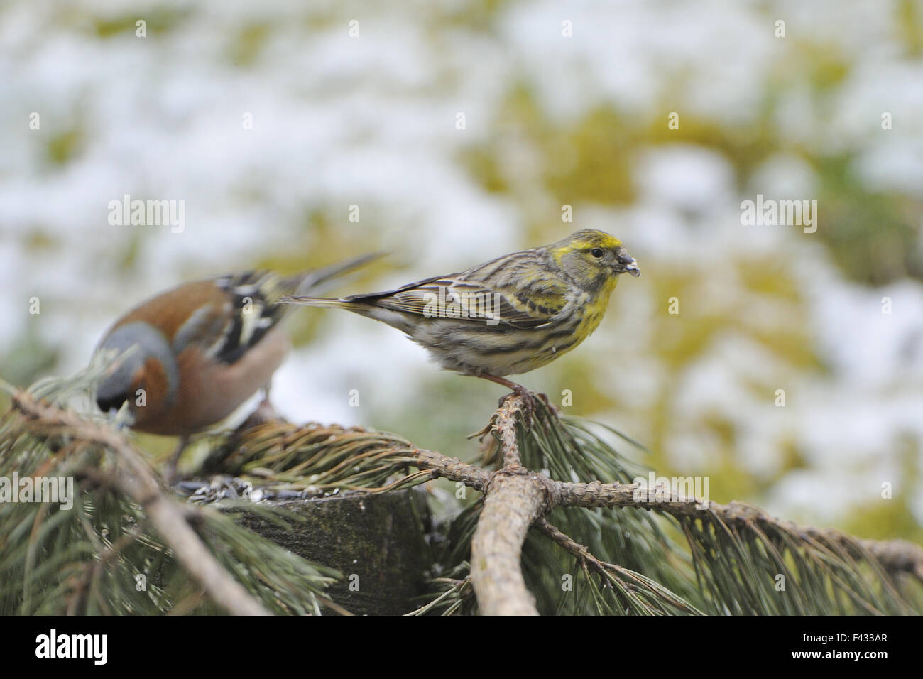 Serin hi-res stock photography and images - Alamy