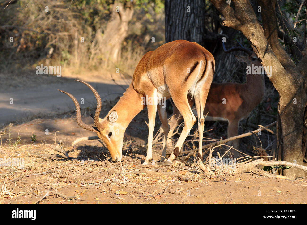 Impala en safari hi-res stock photography and images - Alamy