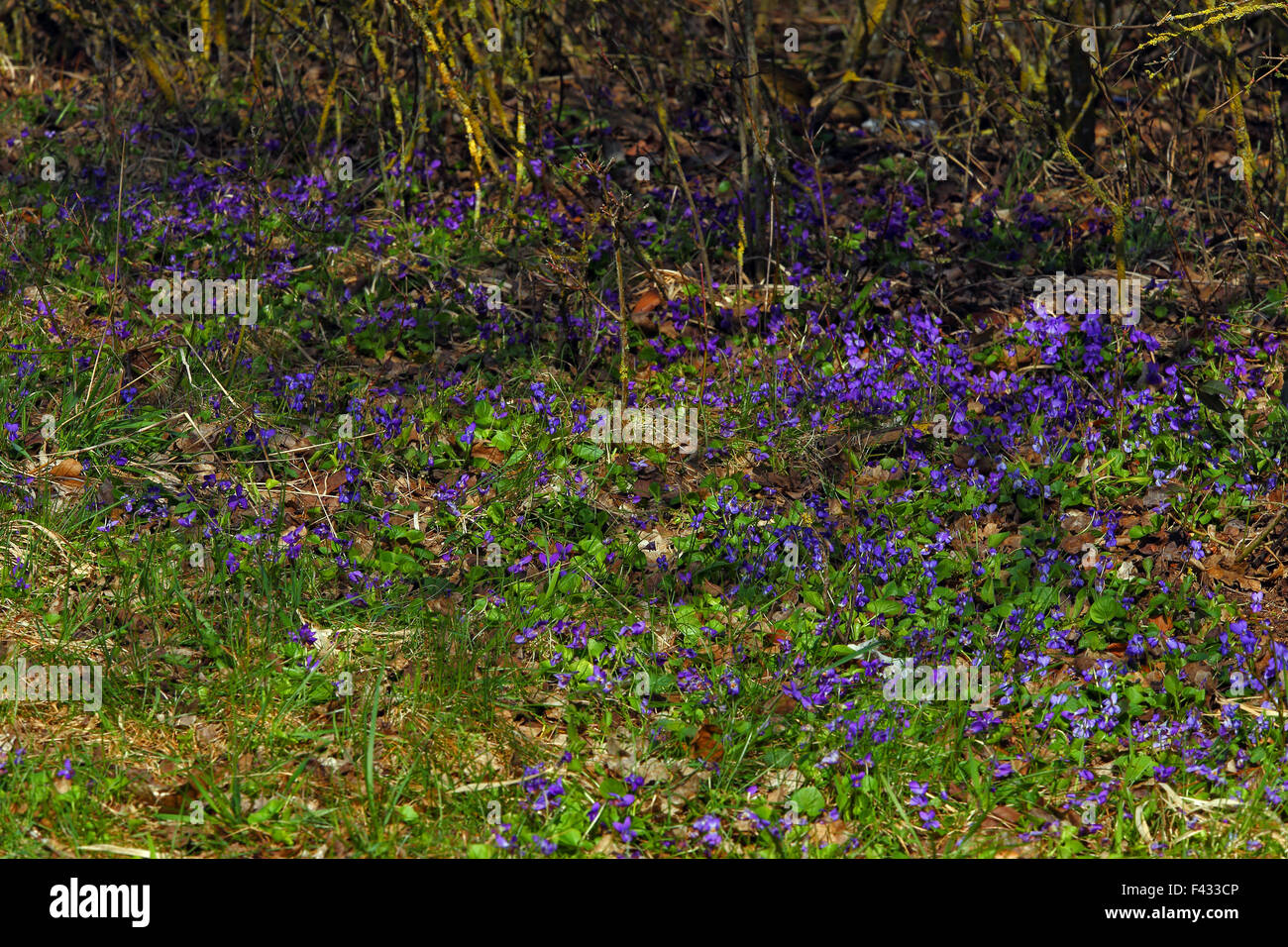 Wood violet, Viola odorata Stock Photo - Alamy
