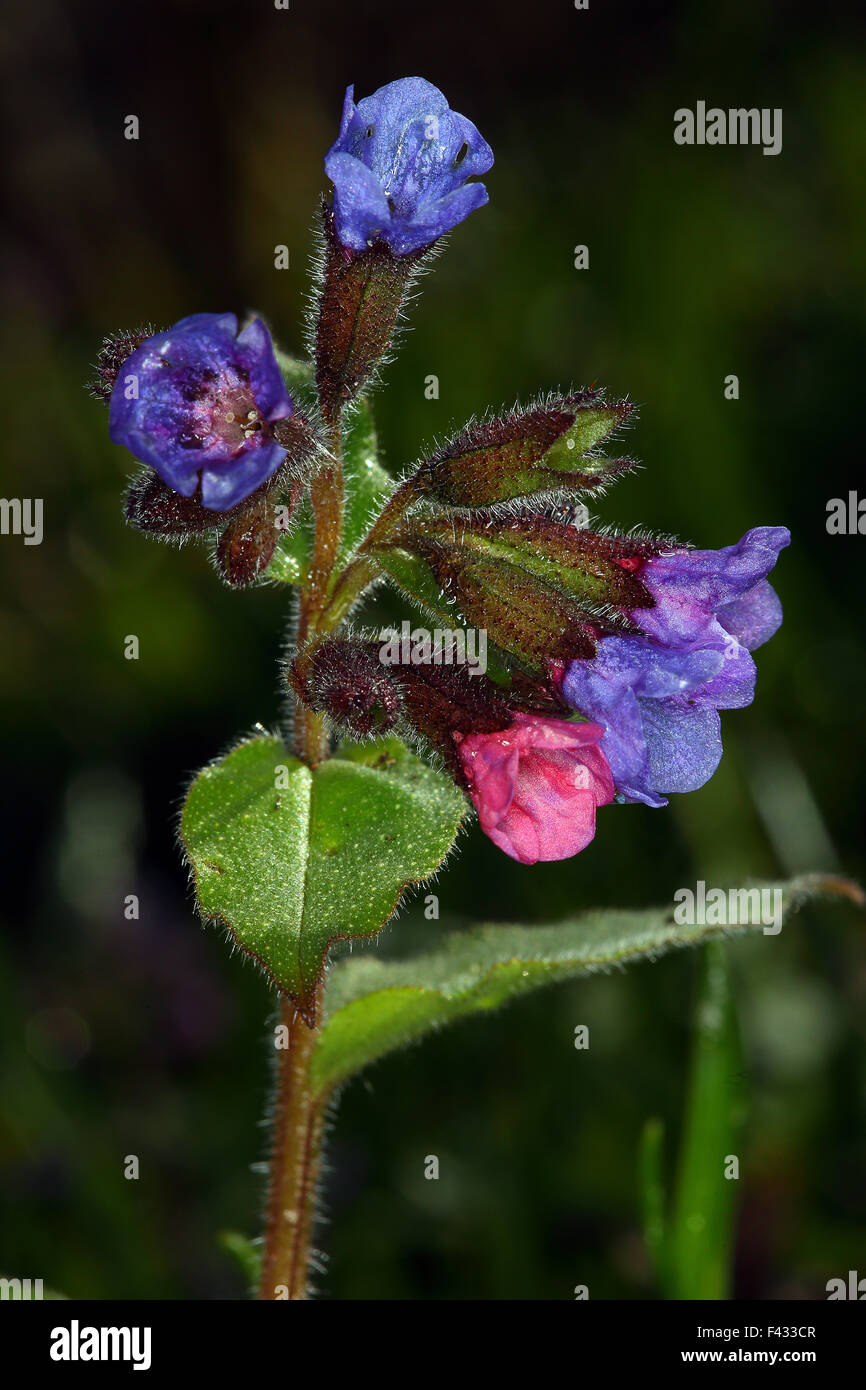 Common lungwort, Pulmonaria officinalis Stock Photo - Alamy