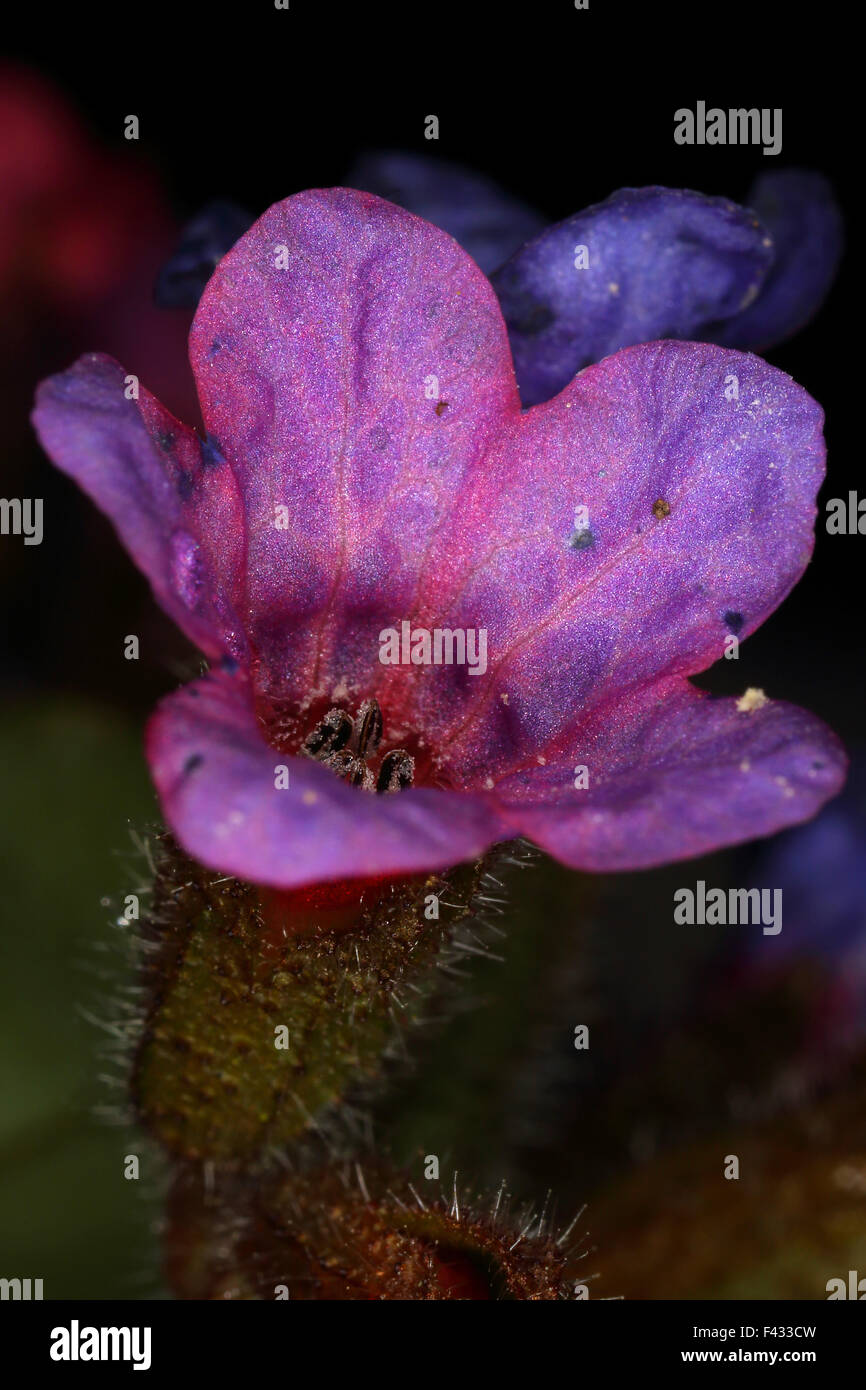 Common lungwort, Pulmonaria officinalis Stock Photo - Alamy