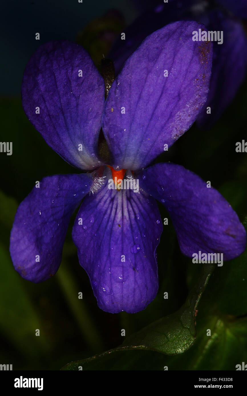 Wood violet, Viola odorata Stock Photo - Alamy