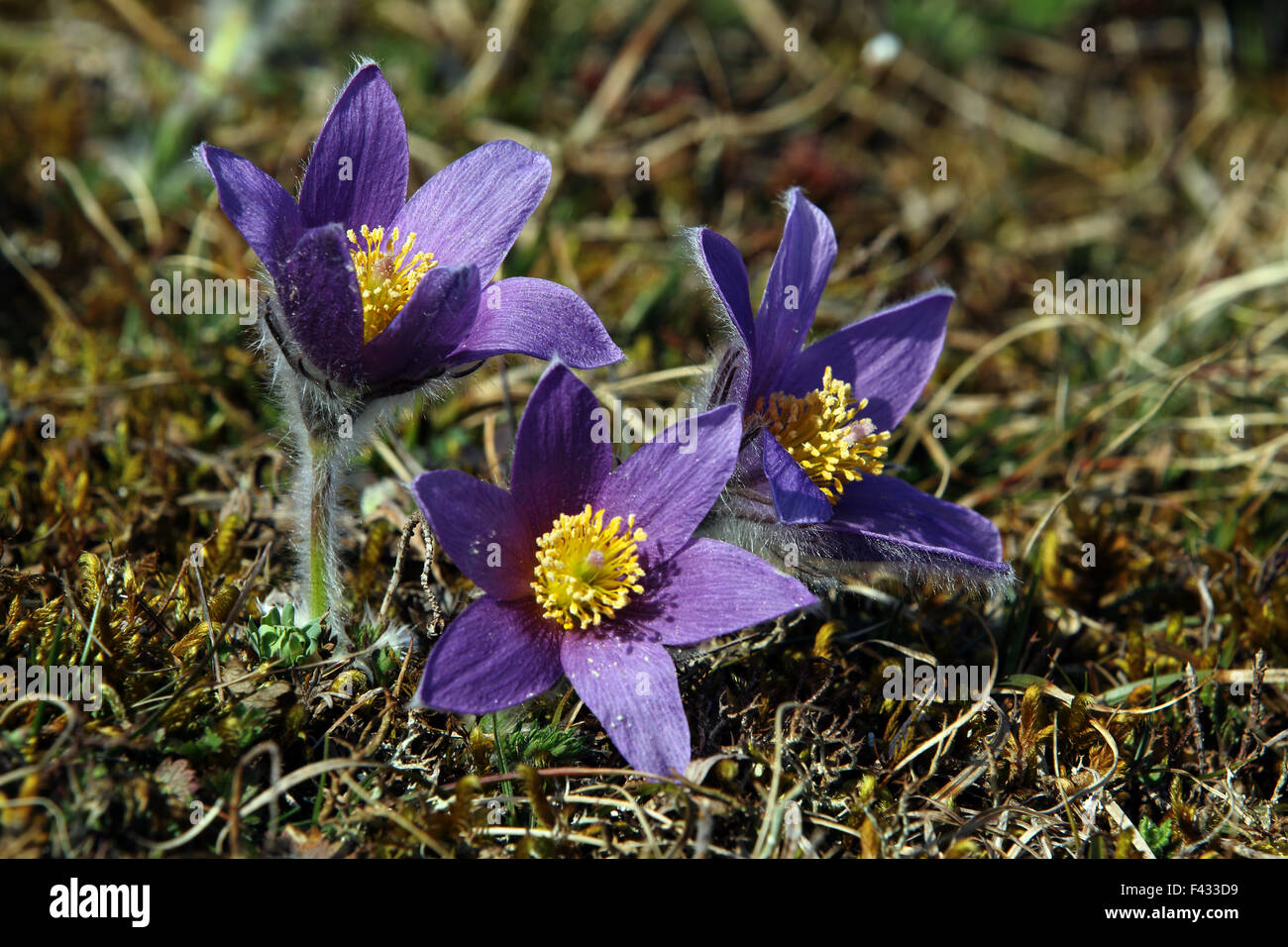 Common flower hi-res stock photography and images - Alamy