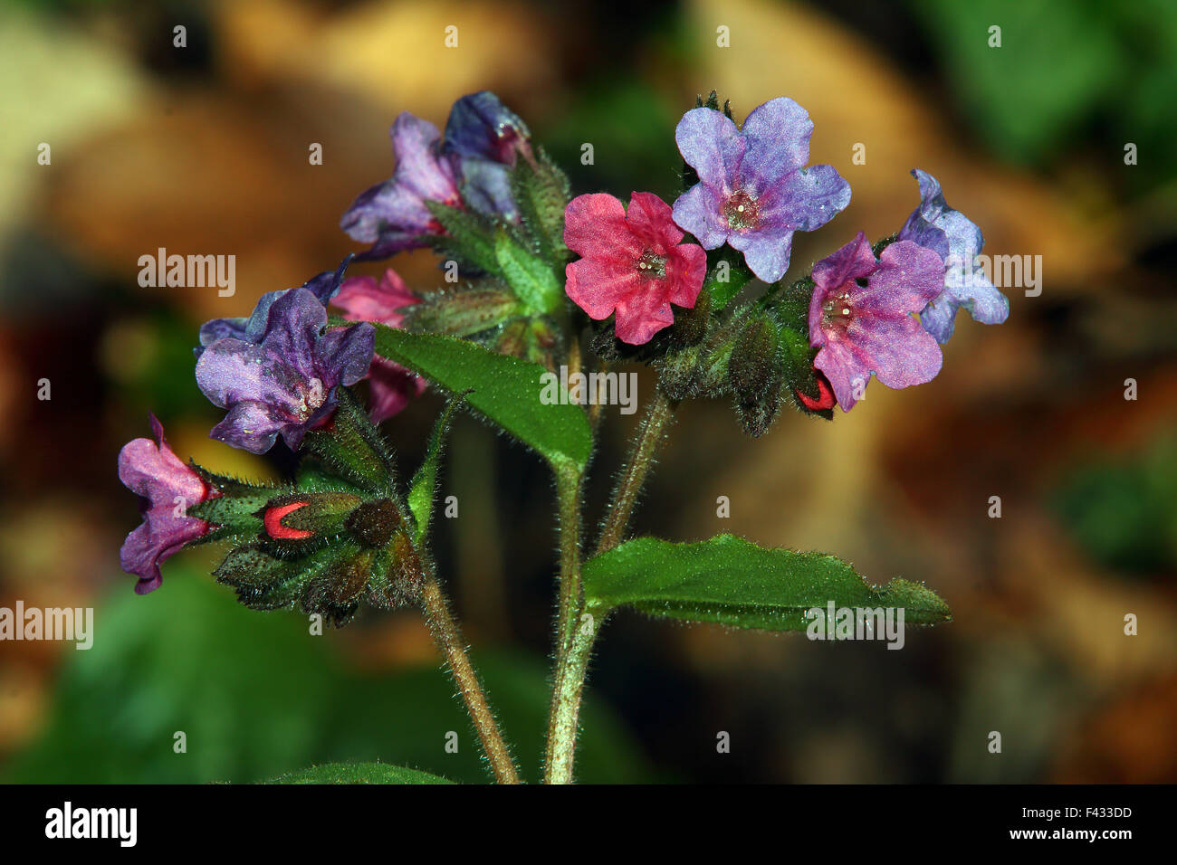 Lungwort hi-res stock photography and images - Alamy