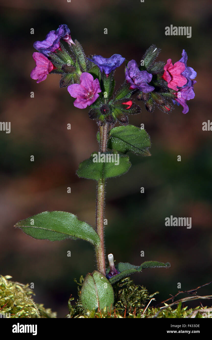 Lungwort hi-res stock photography and images - Alamy