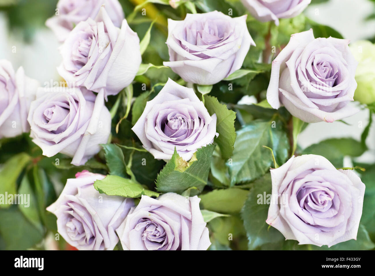 Beautiful bunch roses hi-res stock photography and images - Alamy