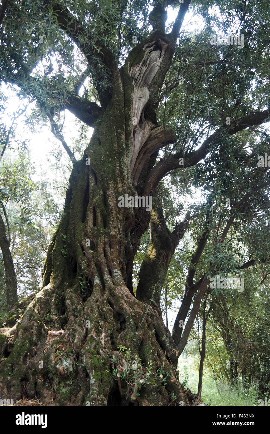 An old gnarled olive tree Stock Photo - Alamy