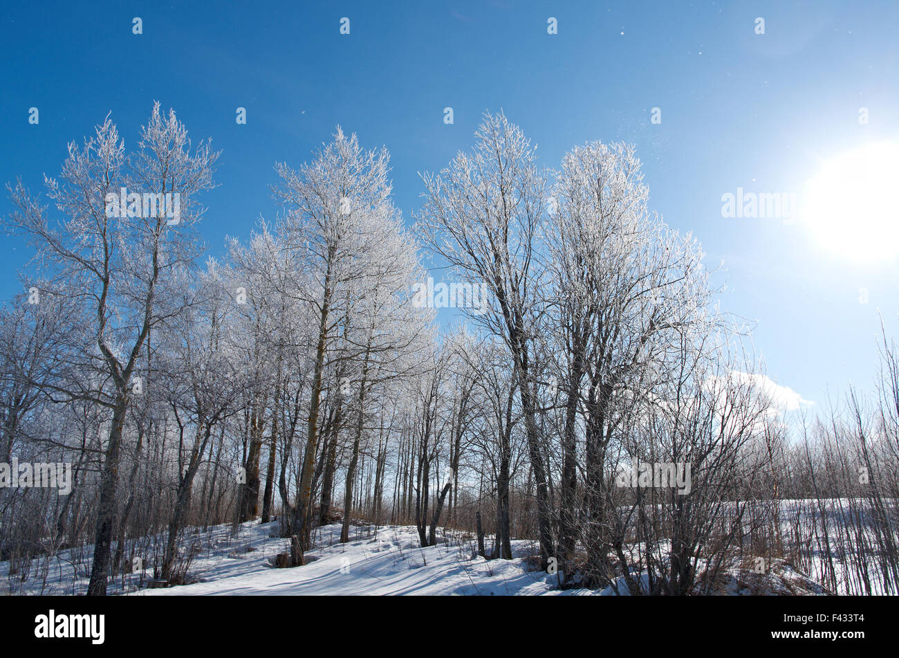 Winter landscape. frozen trees Stock Photo - Alamy