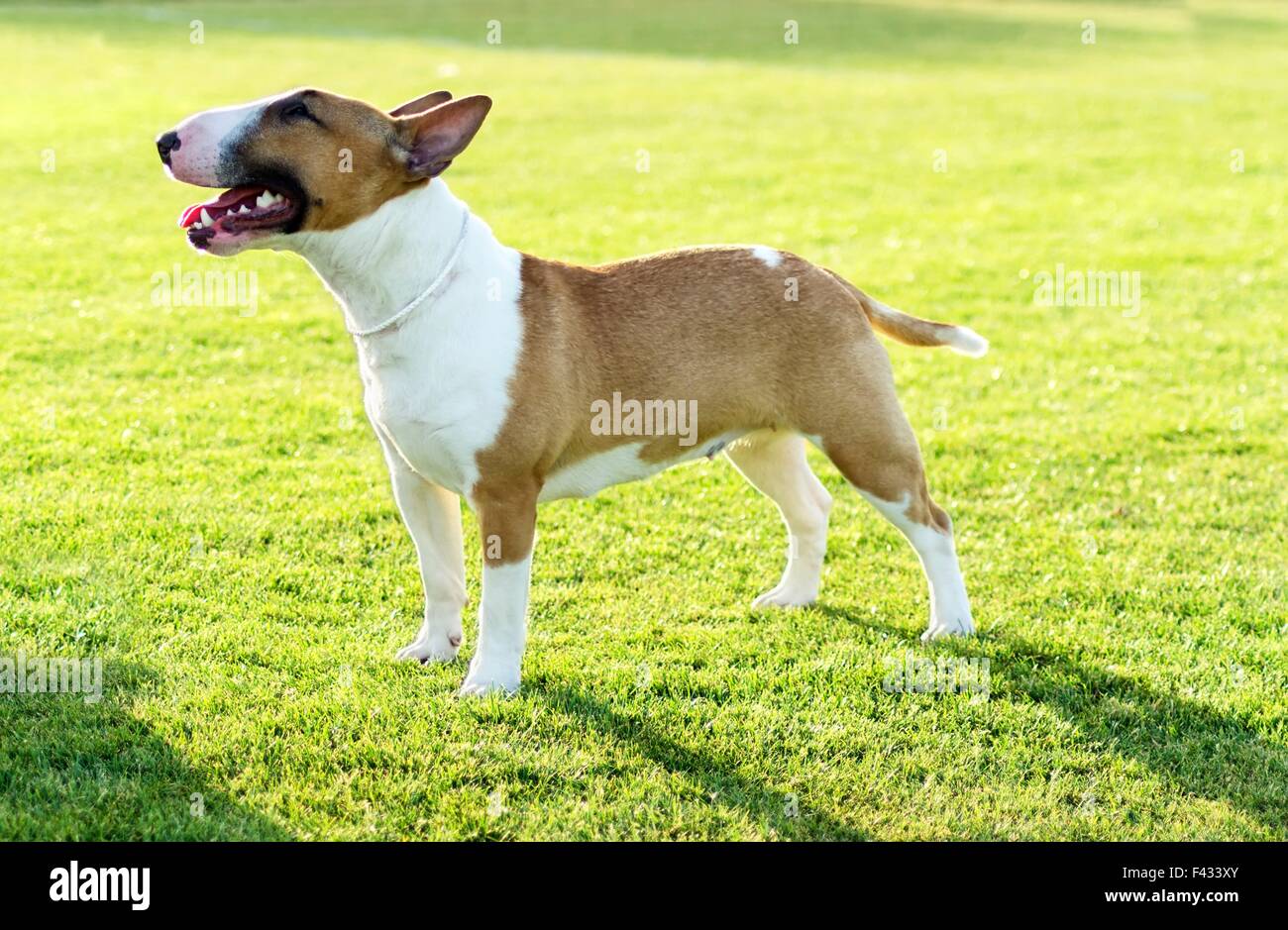 Miniature english bull terrier hi-res stock photography and images - Alamy