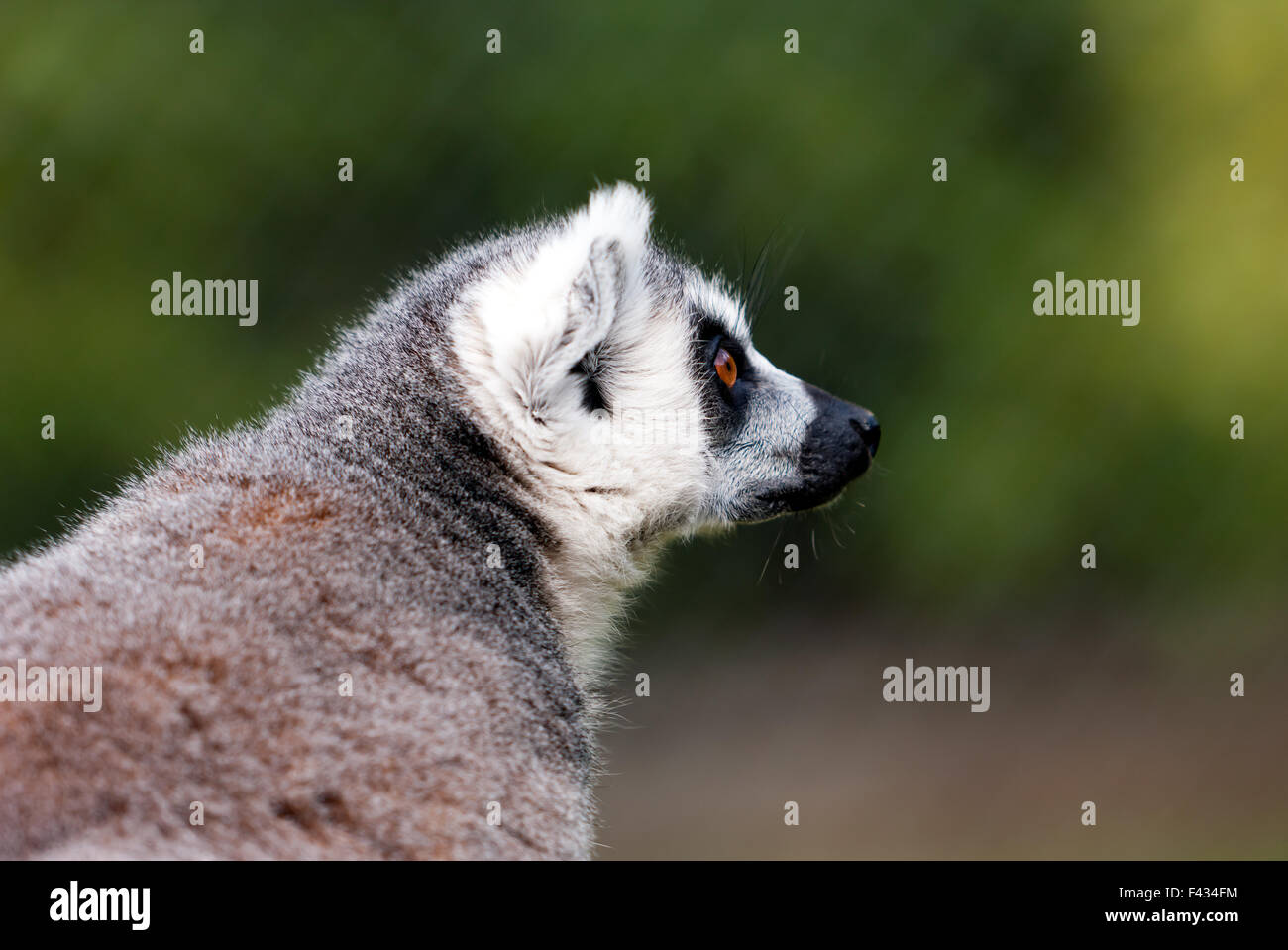 Close-up, profile, portrait of the head of a Ring-tailed Lemur (Lemur ...