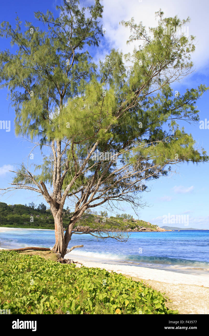 Beautiful pine on beach hi-res stock photography and images - Alamy