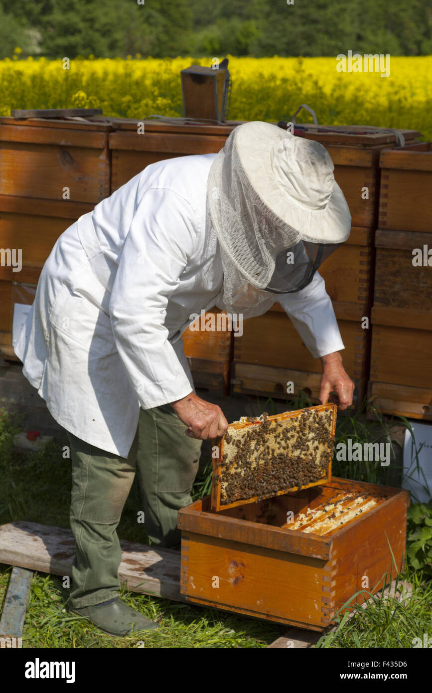 Beekeeper at work Stock Photo - Alamy