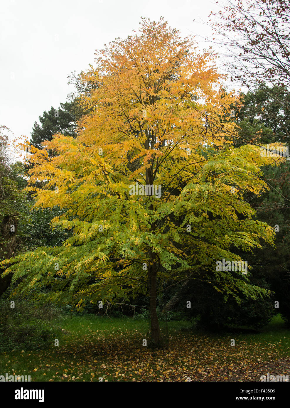 Golden top hi-res stock photography and images - Alamy