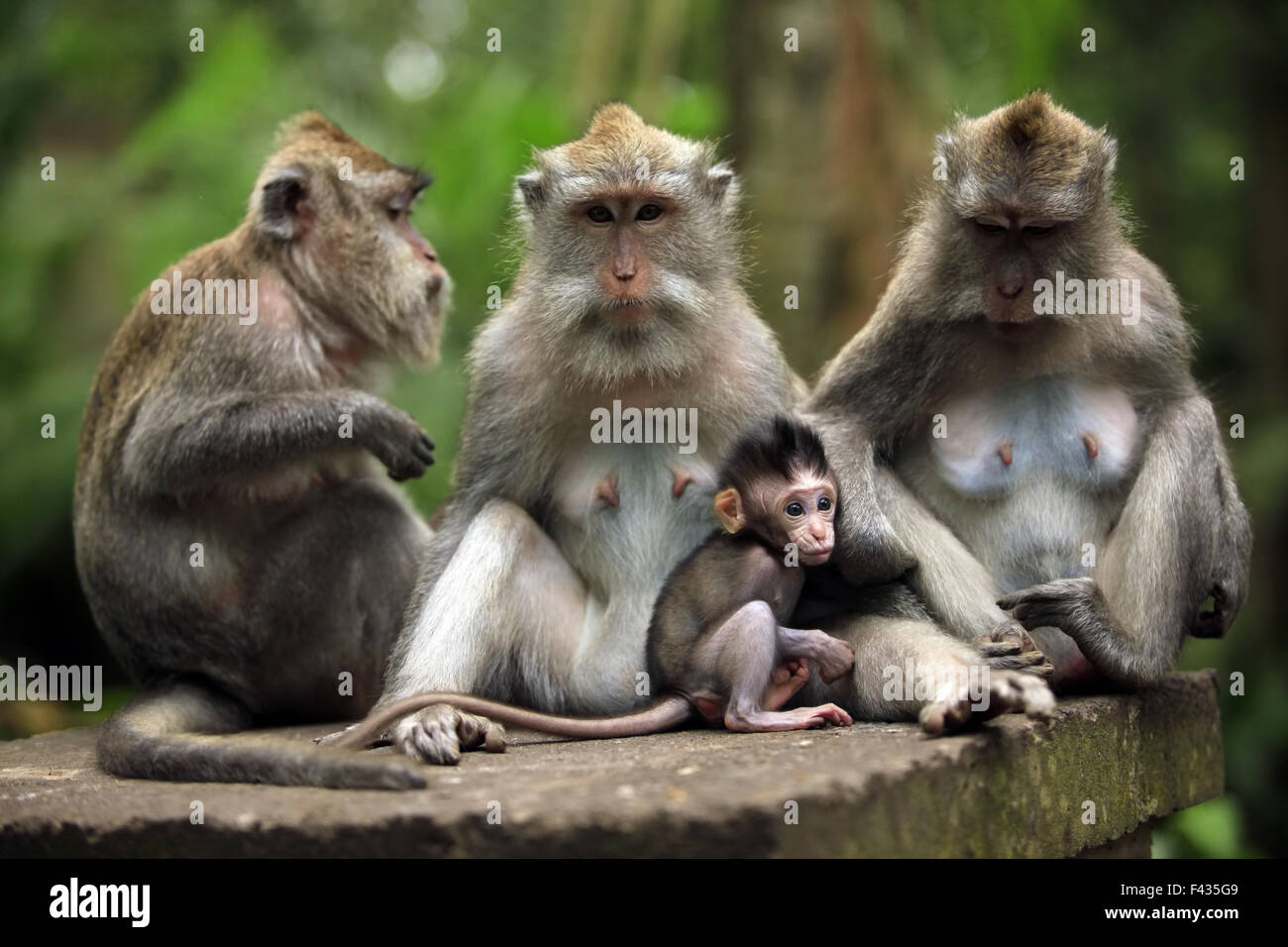 Family of monkeys Stock Photo - Alamy