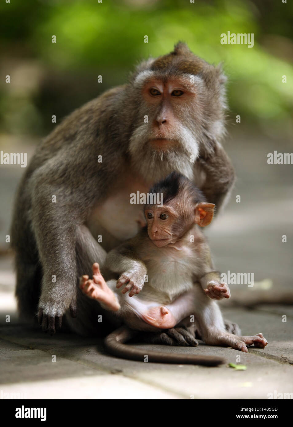 Family of monkeys Stock Photo - Alamy