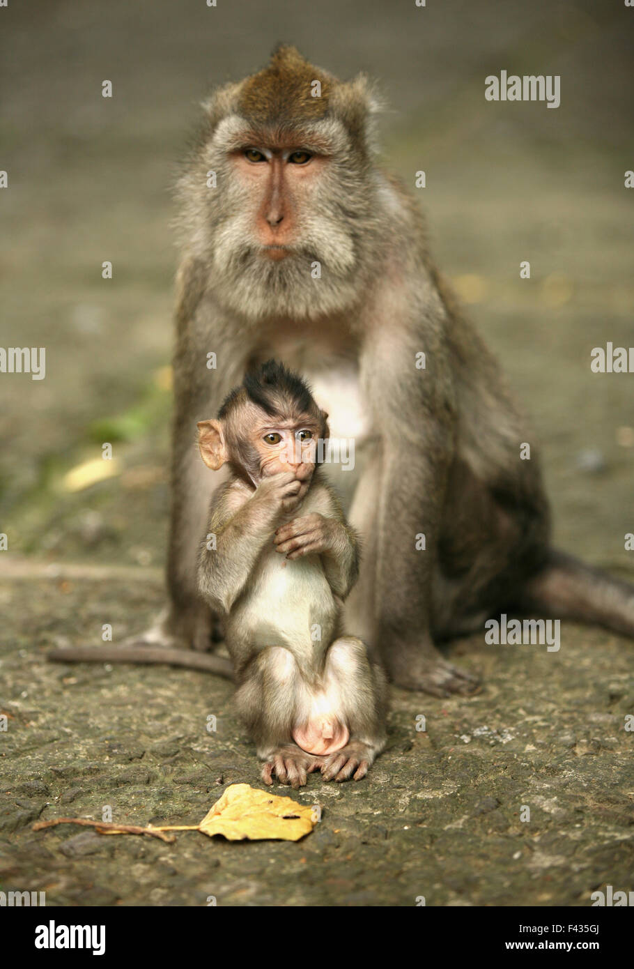 Family of monkeys Stock Photo - Alamy