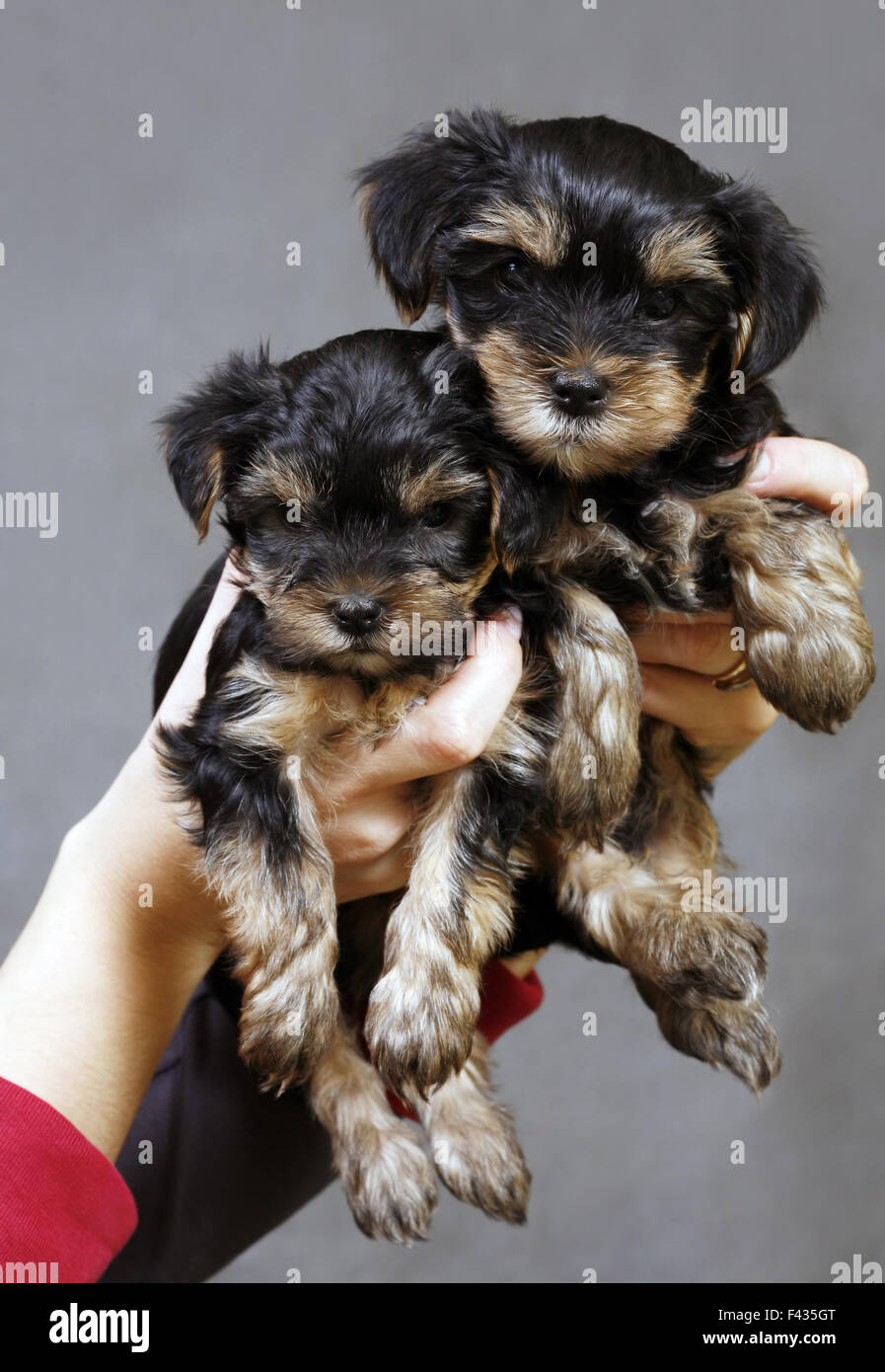 Dark brown yorkshire terrier hi-res stock photography and images - Alamy