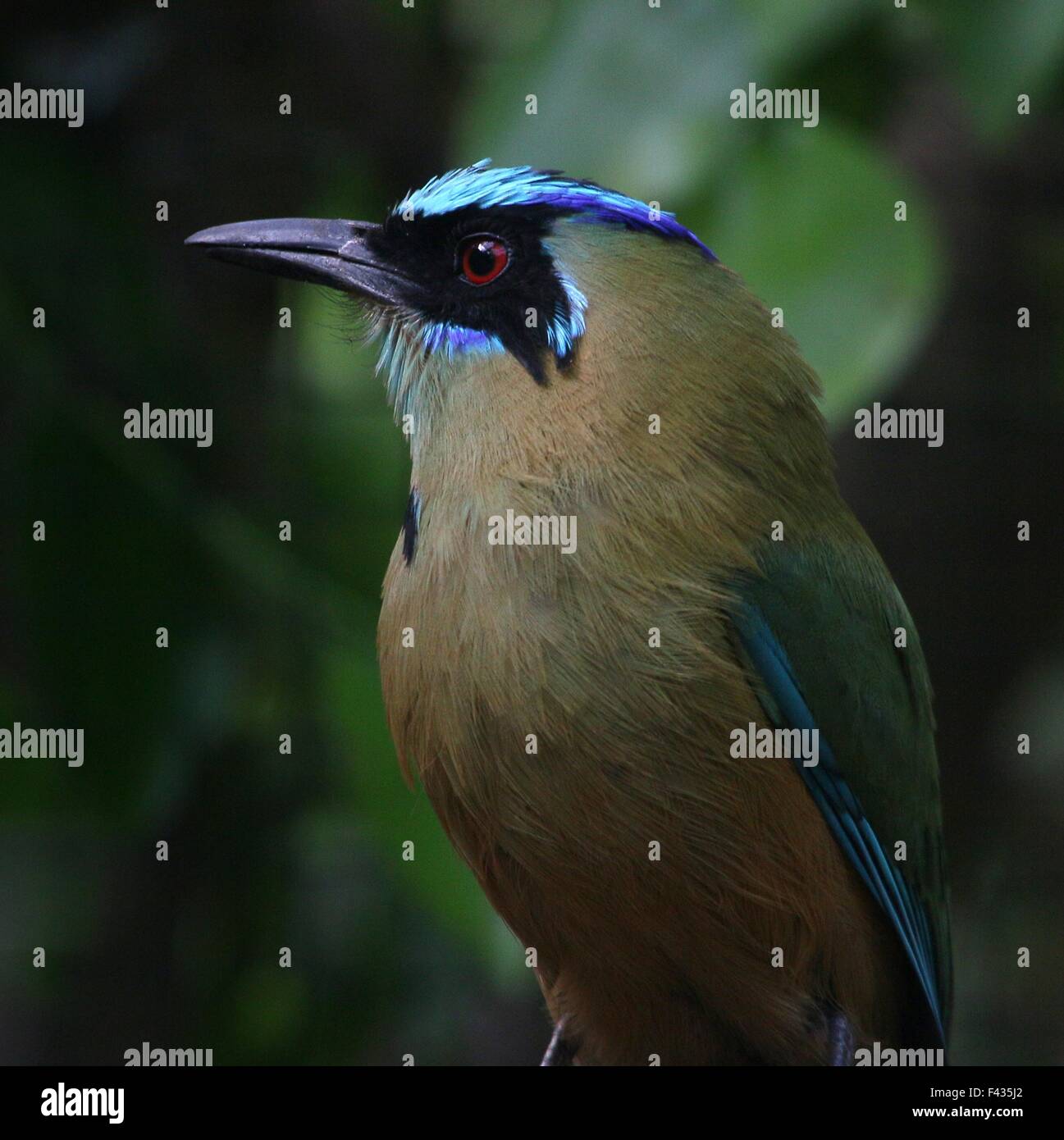 Pájaro motmot hi-res stock photography and images - Alamy