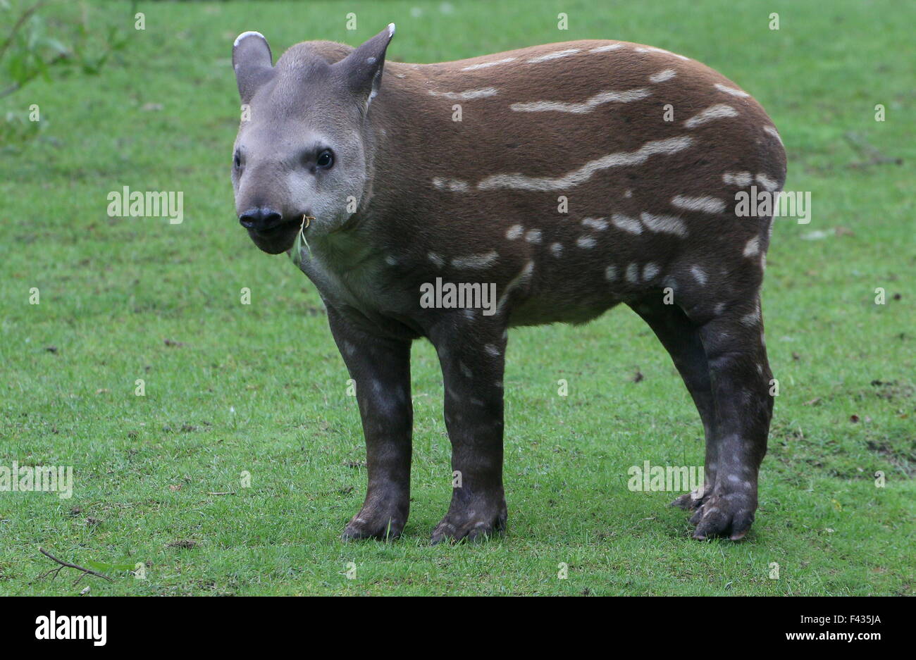 Striped tapirs hi-res stock photography and images - Alamy