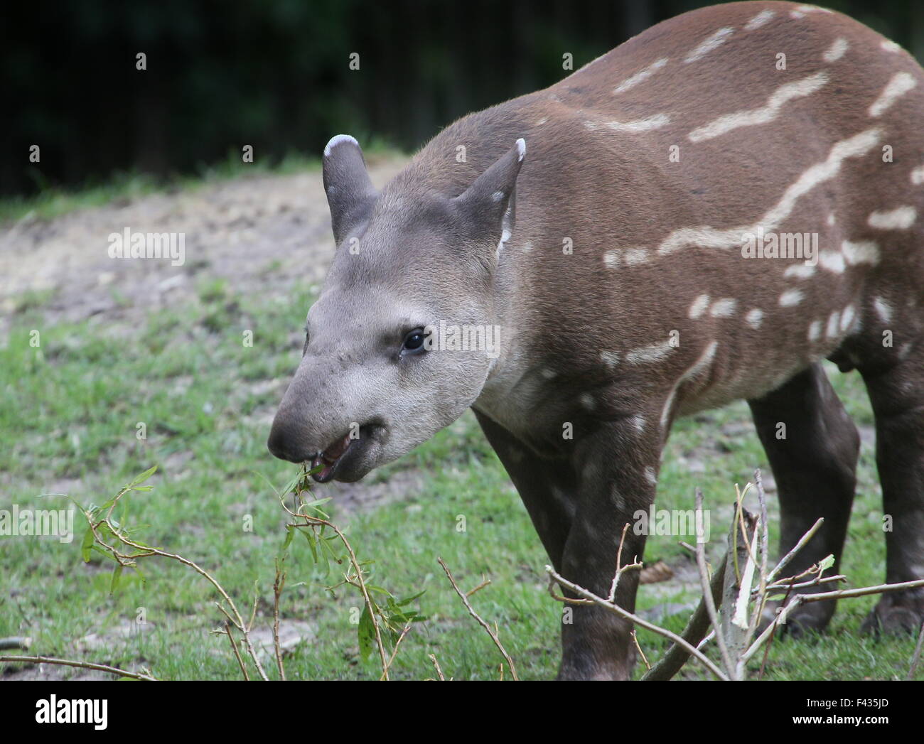 Lowland Tapir