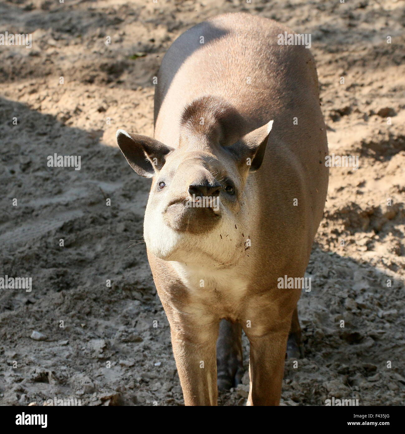 Tapire hi-res stock photography and images - Alamy