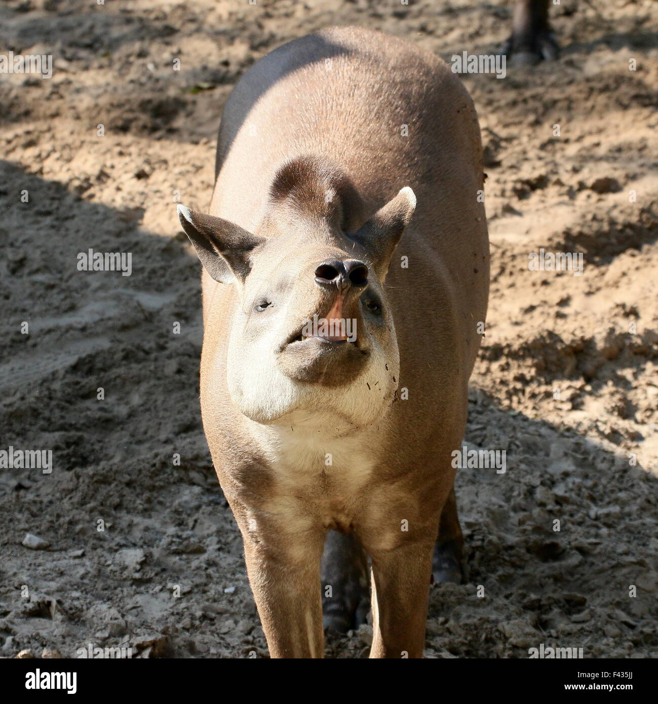 South American Lowland Tapir or Brazilian Tapir (Tapirus terrestris ...
