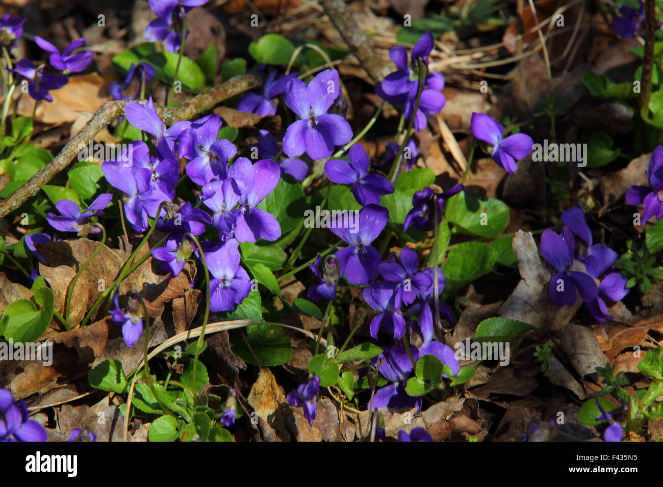 Wood violet, Viola odorata Stock Photo - Alamy