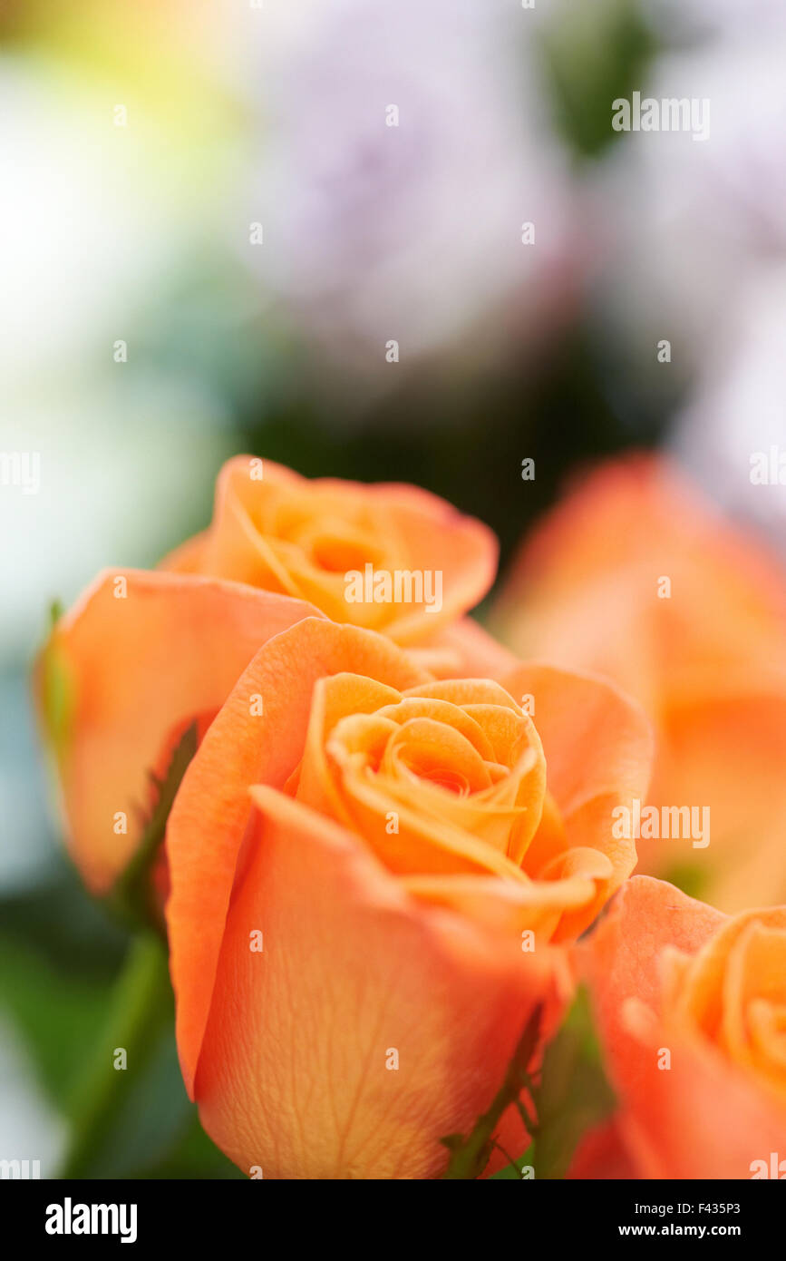 Beautiful bunch roses hi-res stock photography and images - Alamy