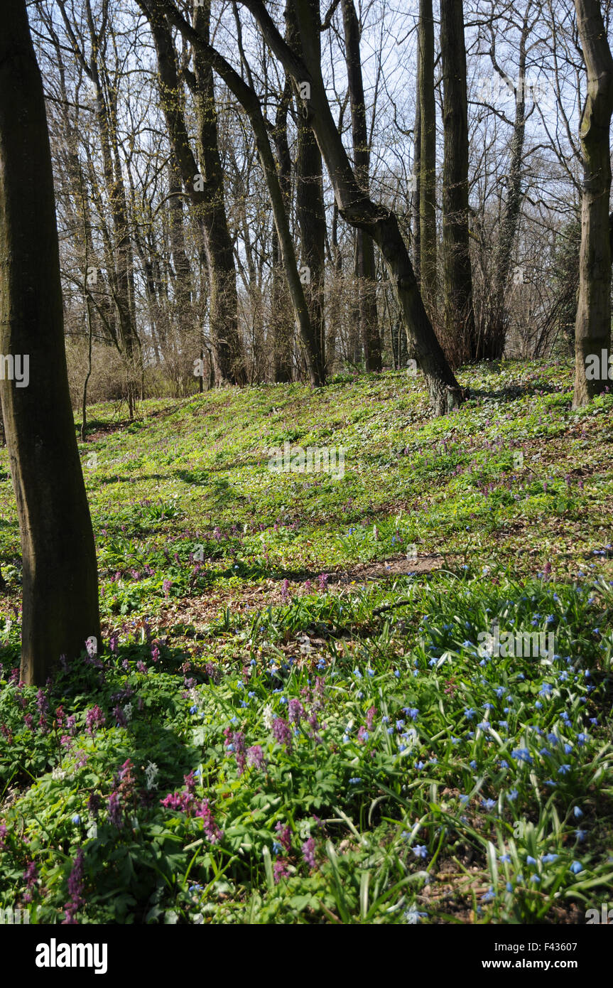 Hollowroots hi-res stock photography and images - Alamy