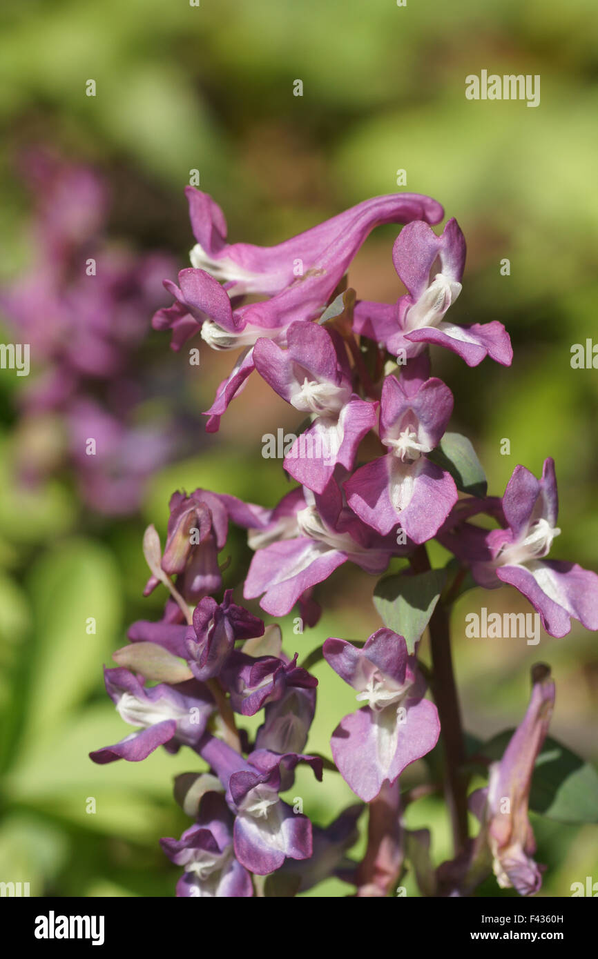 Hollowroots hi-res stock photography and images - Alamy