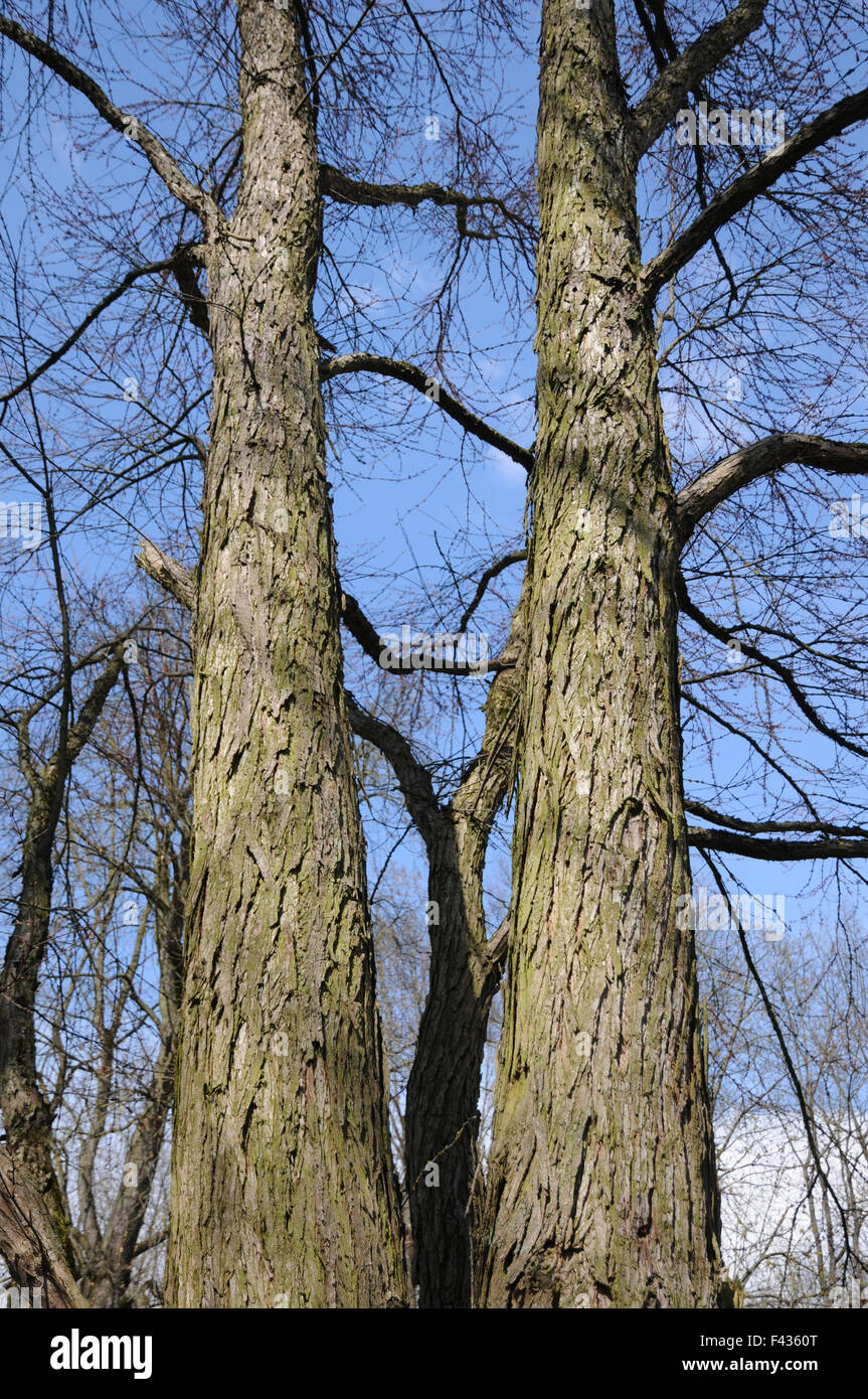 Katsurabaum hi-res stock photography and images - Alamy