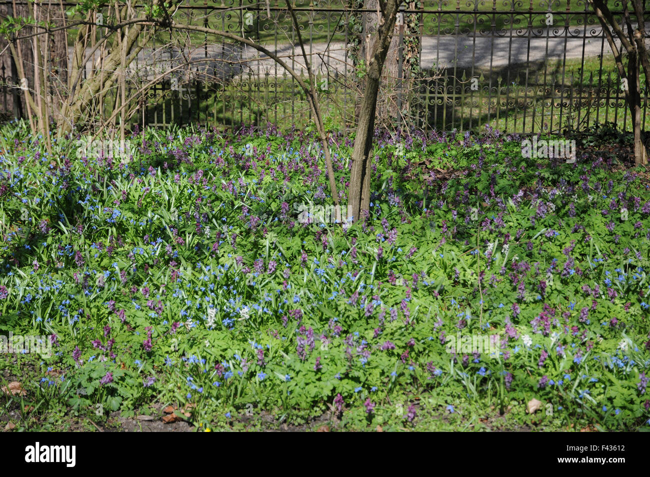 Hollowroots hi-res stock photography and images - Alamy